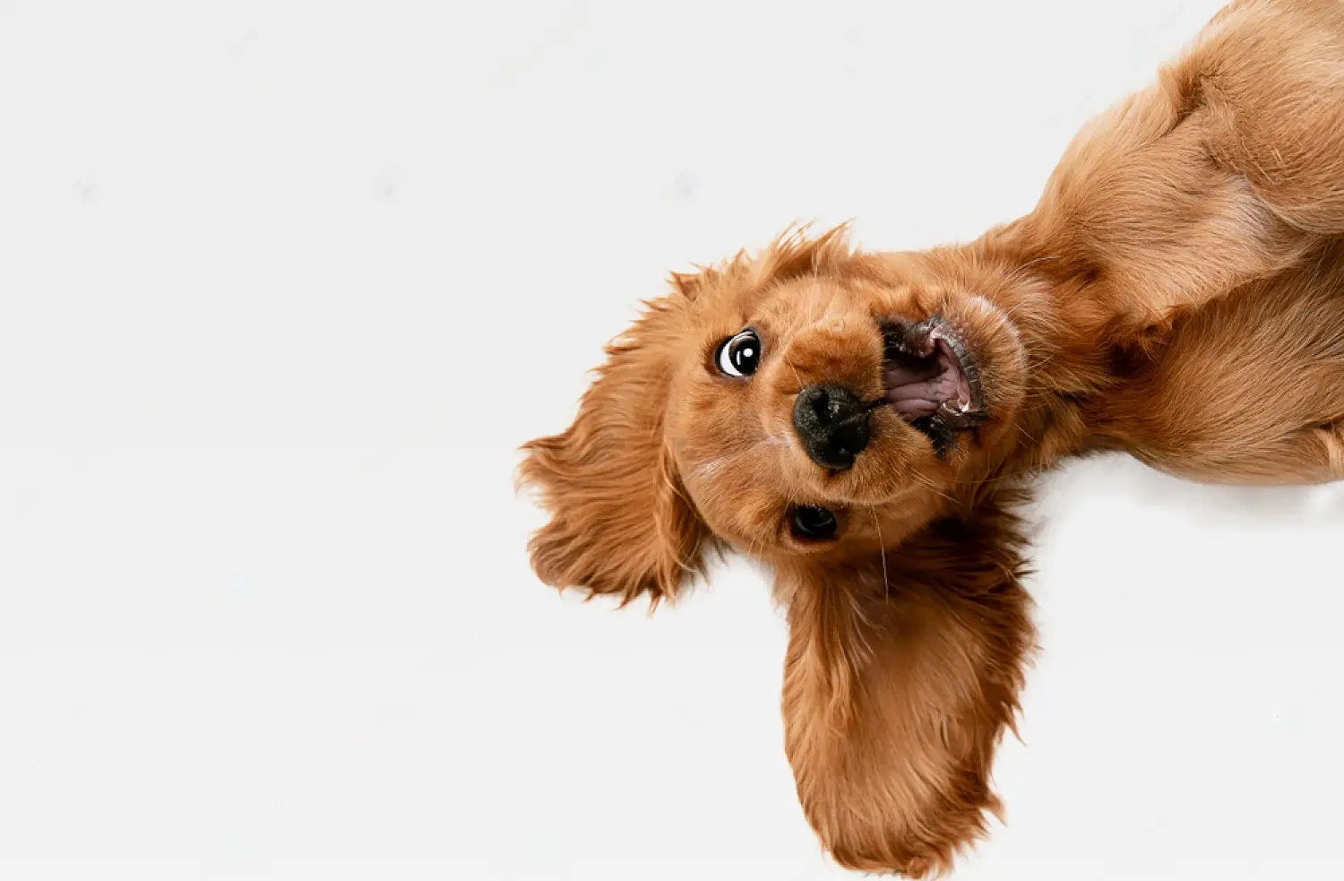 Guess The Dog Breed Quiz How Well Do You Know Your Pups